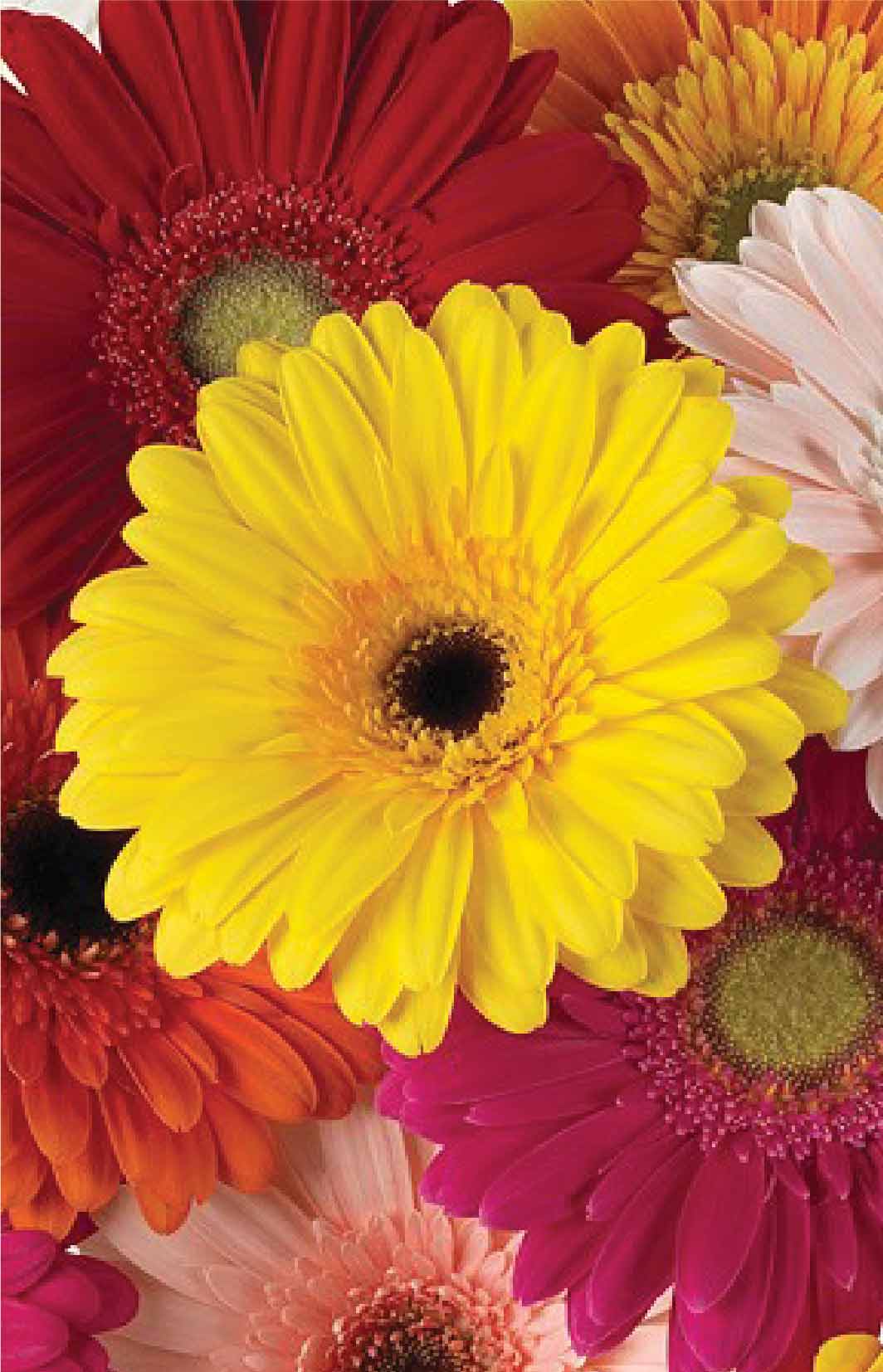20. Gerbera Gigante Mix – Hoa đồng tiền mix – VHA 73 – Hạt Giống Tốt ...